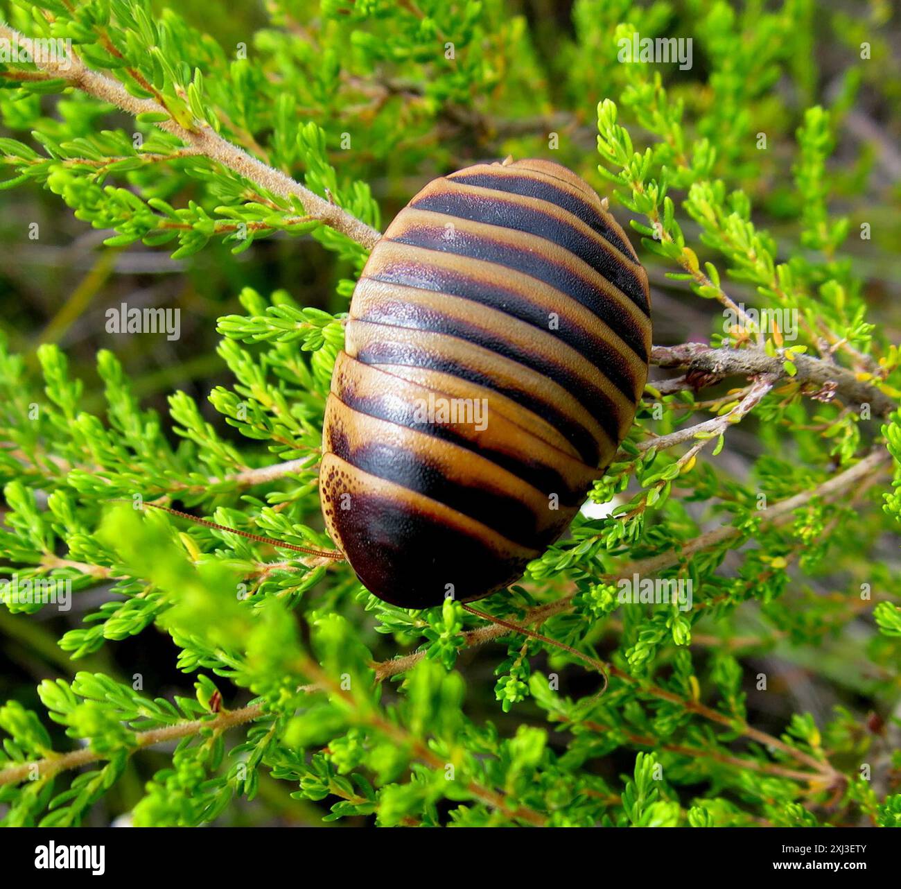 Cape Mountain Cockroach (Aptera fusca) Insecta Stock Photo - Alamy