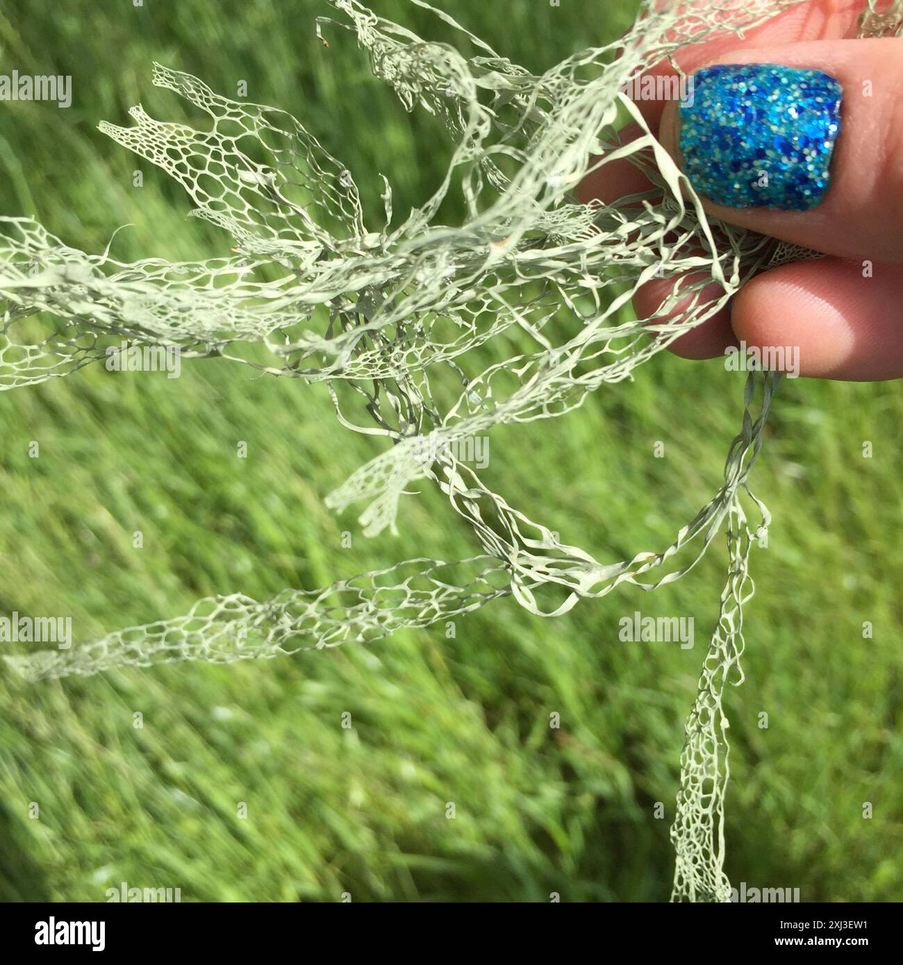 lace lichen (Ramalina menziesii) Fungi Stock Photo - Alamy