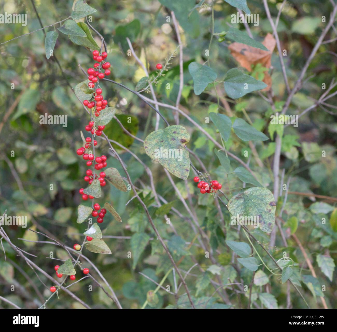 Carolina snailseed (Cocculus carolinus) Plantae Stock Photo - Alamy