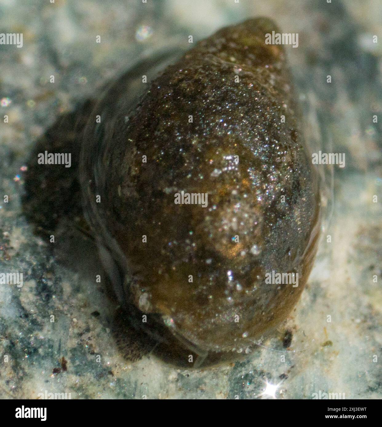 Physidae snails hi-res stock photography and images - Alamy