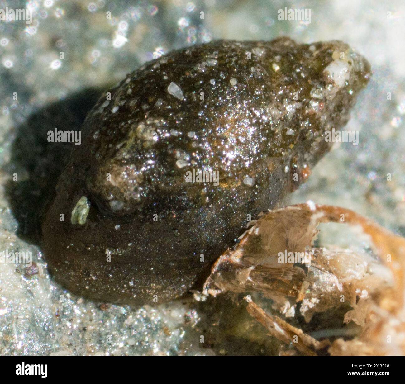 Bladder Snails (Physidae) Mollusca Stock Photo - Alamy