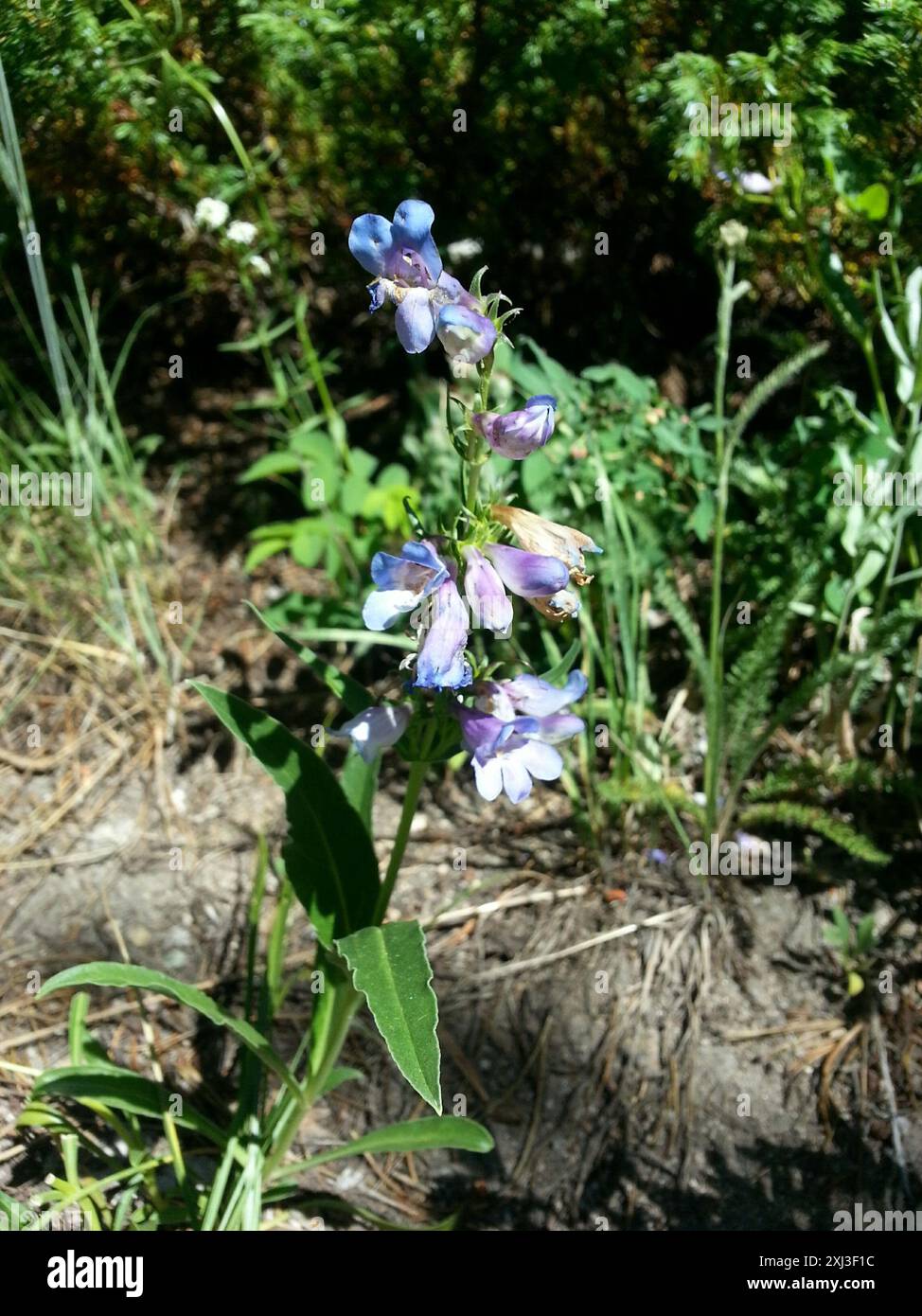 Front Range Beardtongue (Penstemon virens) Plantae Stock Photo - Alamy