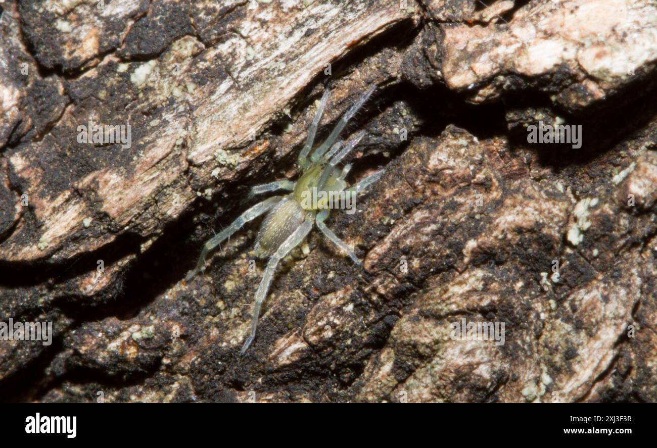 Ghost Spiders (Anyphaenidae) Arachnida Stock Photo - Alamy
