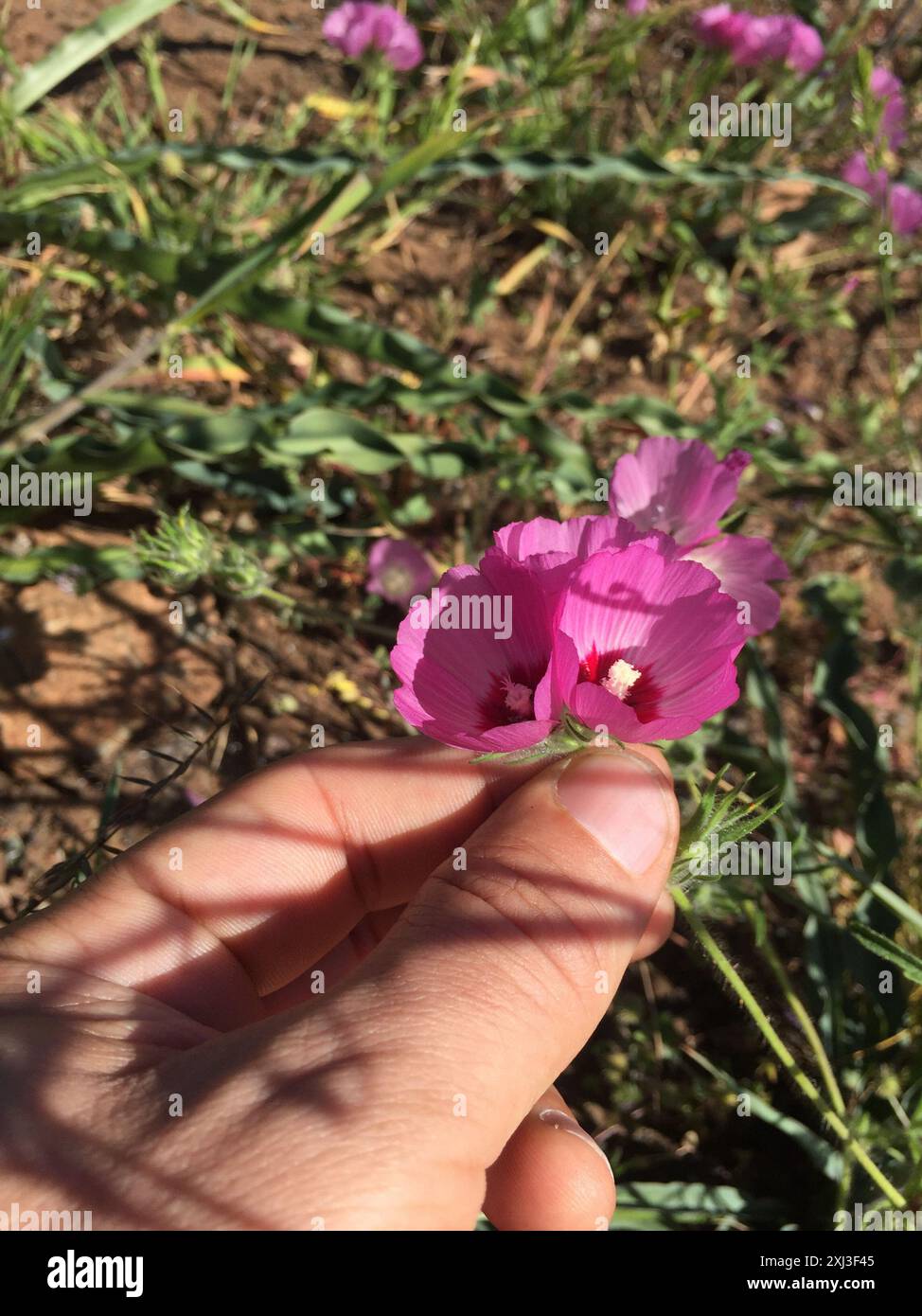 fringed checkerbloom (Sidalcea diploscypha) Plantae Stock Photo - Alamy