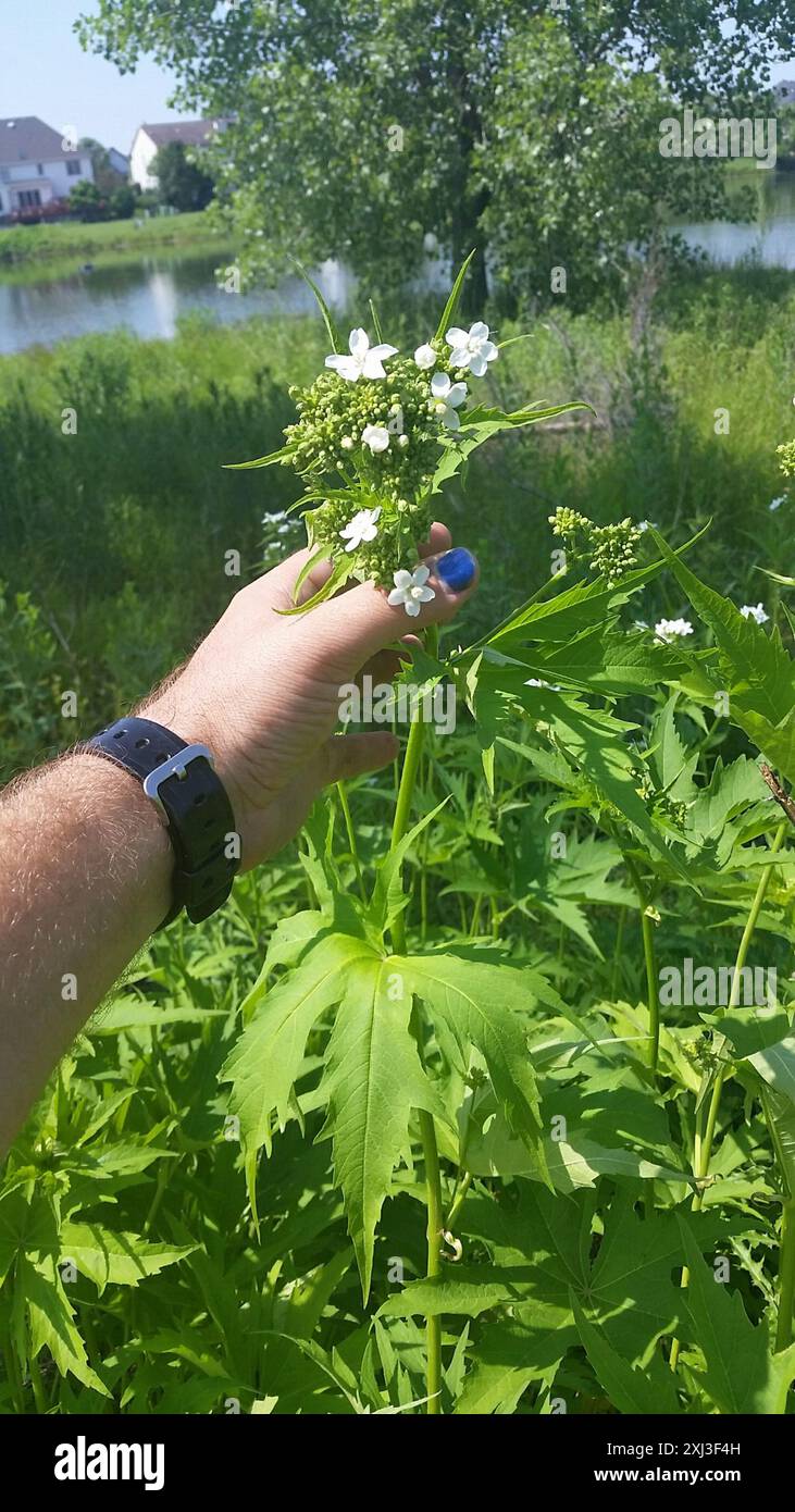 Glade Mallow (Napaea dioica) Plantae Stock Photo - Alamy