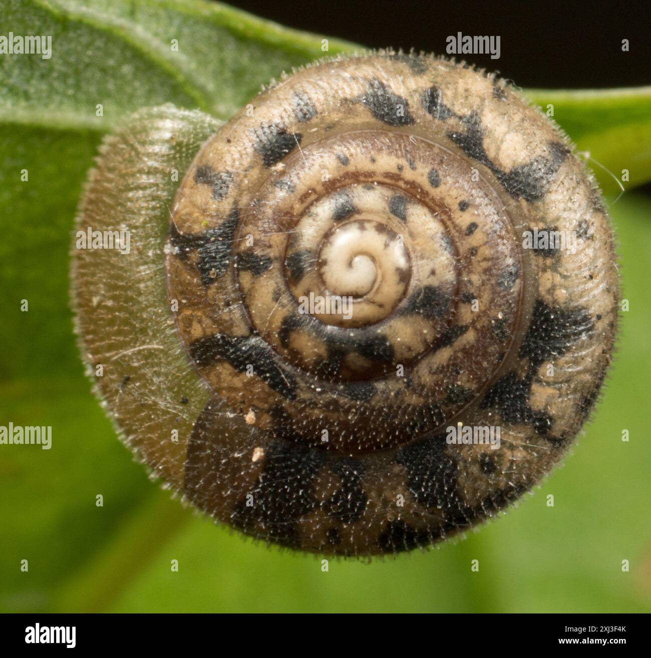 Common Land Snails and Slugs (Stylommatophora) Mollusca Stock Photo - Alamy