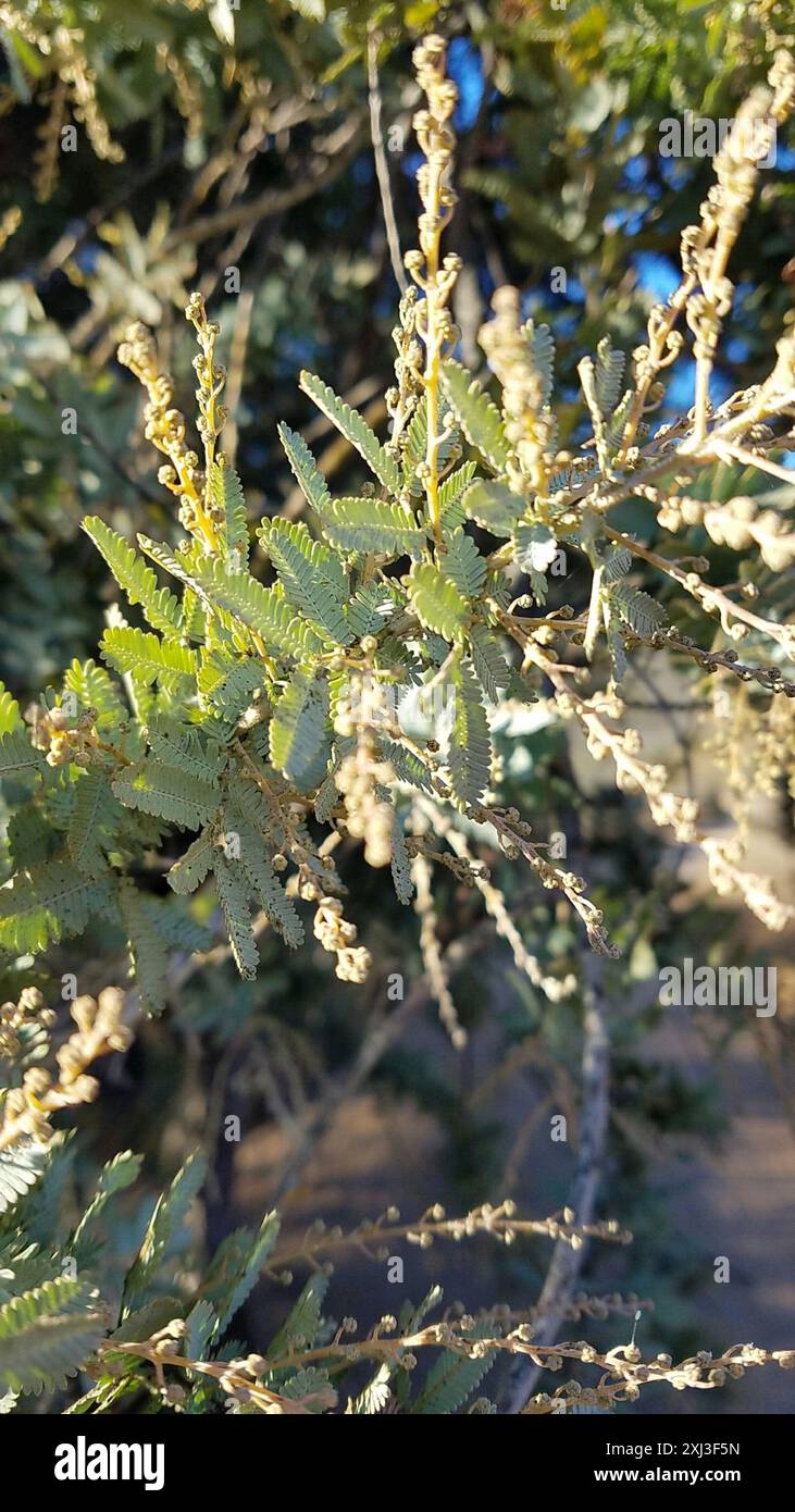 Cootamundra wattle (Acacia baileyana) Plantae Stock Photo - Alamy
