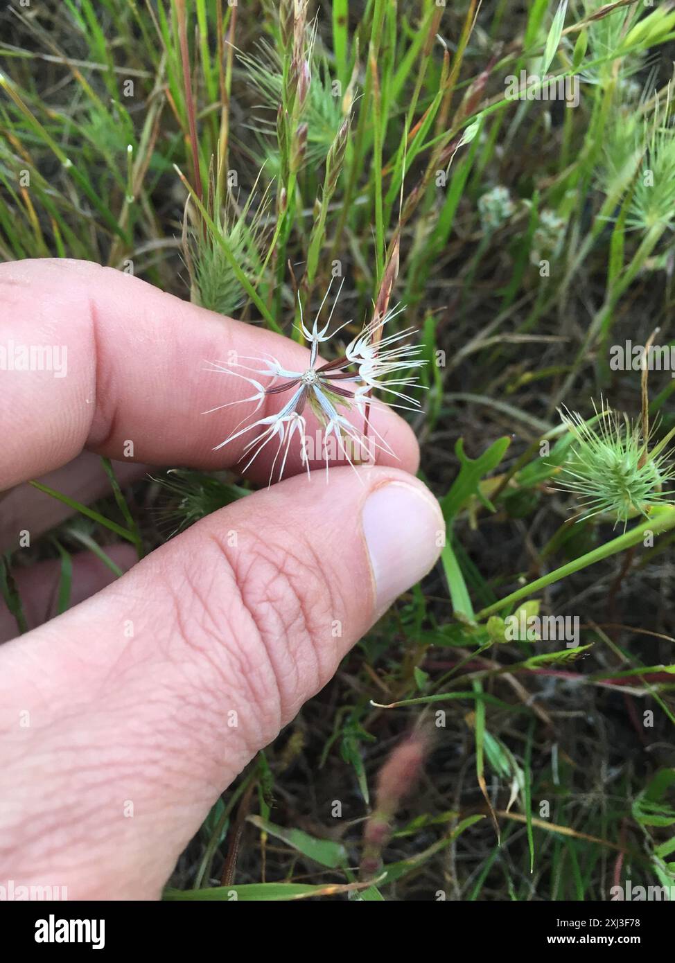 silverpuffs (Uropappus lindleyi) Plantae Stock Photo - Alamy