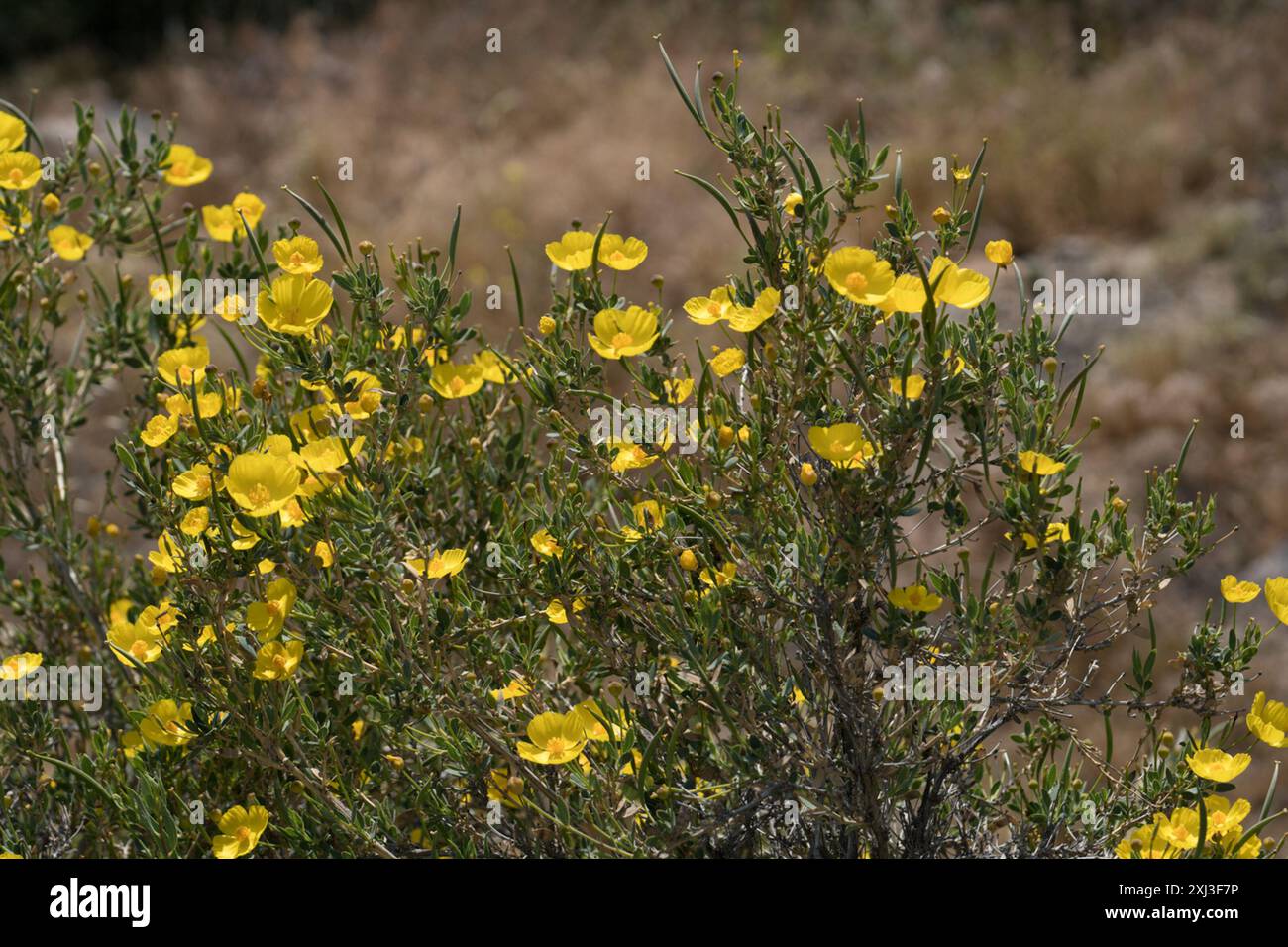 Bush Poppy (Dendromecon rigida) Plantae Stock Photo - Alamy
