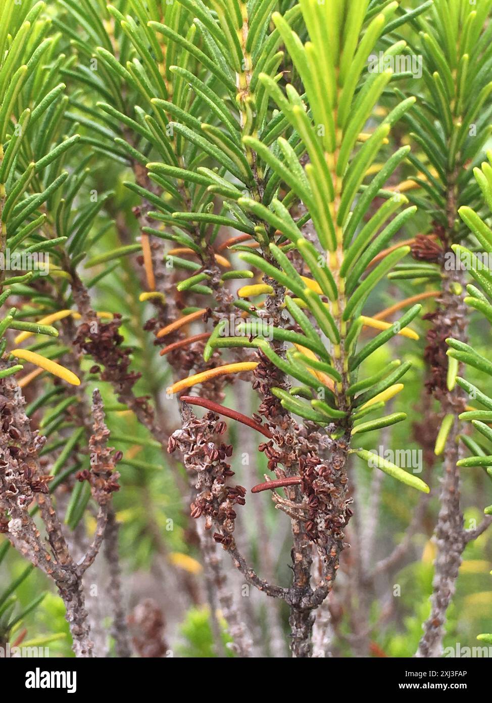 Florida rosemary (Ceratiola ericoides) Plantae Stock Photo - Alamy