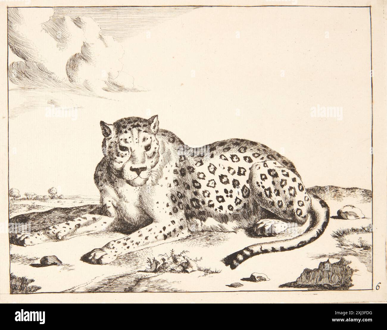 "Etching of a lying leopard facing left by Marcus de Bye, Paulus Potter ...