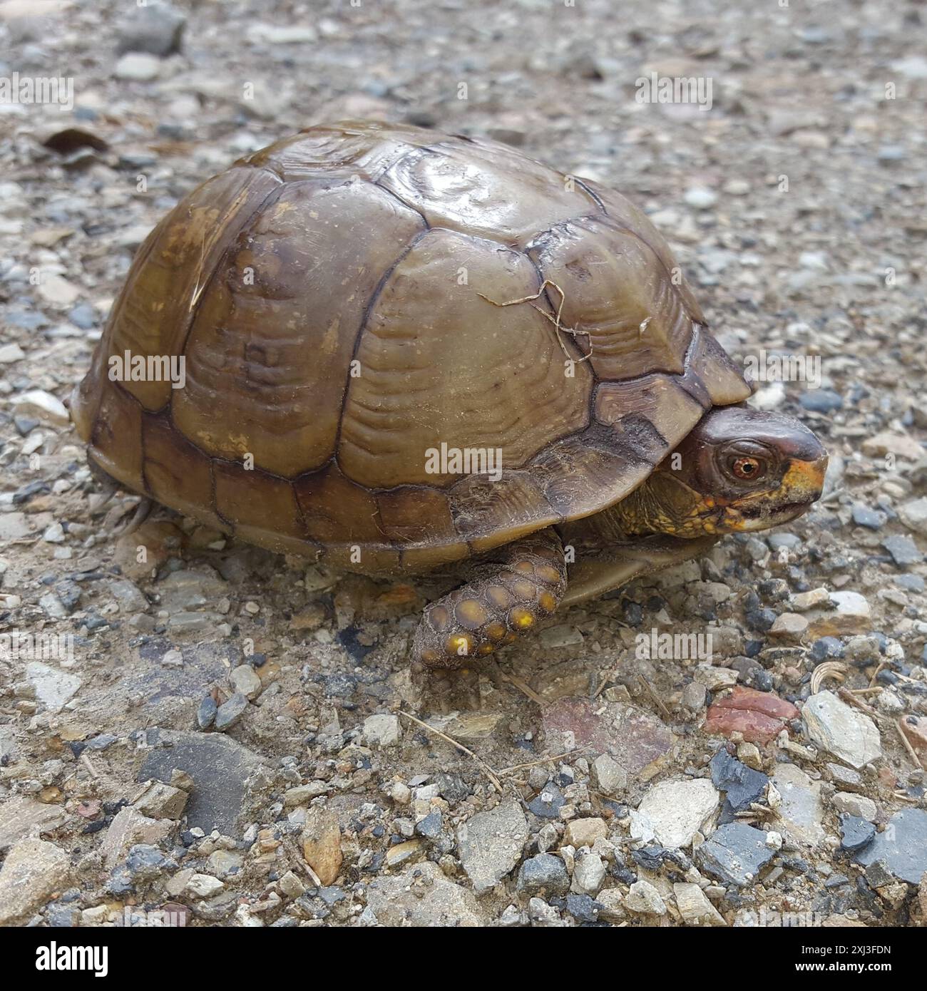 Three-toed Box Turtle (Terrapene triunguis) Reptilia Stock Photo - Alamy