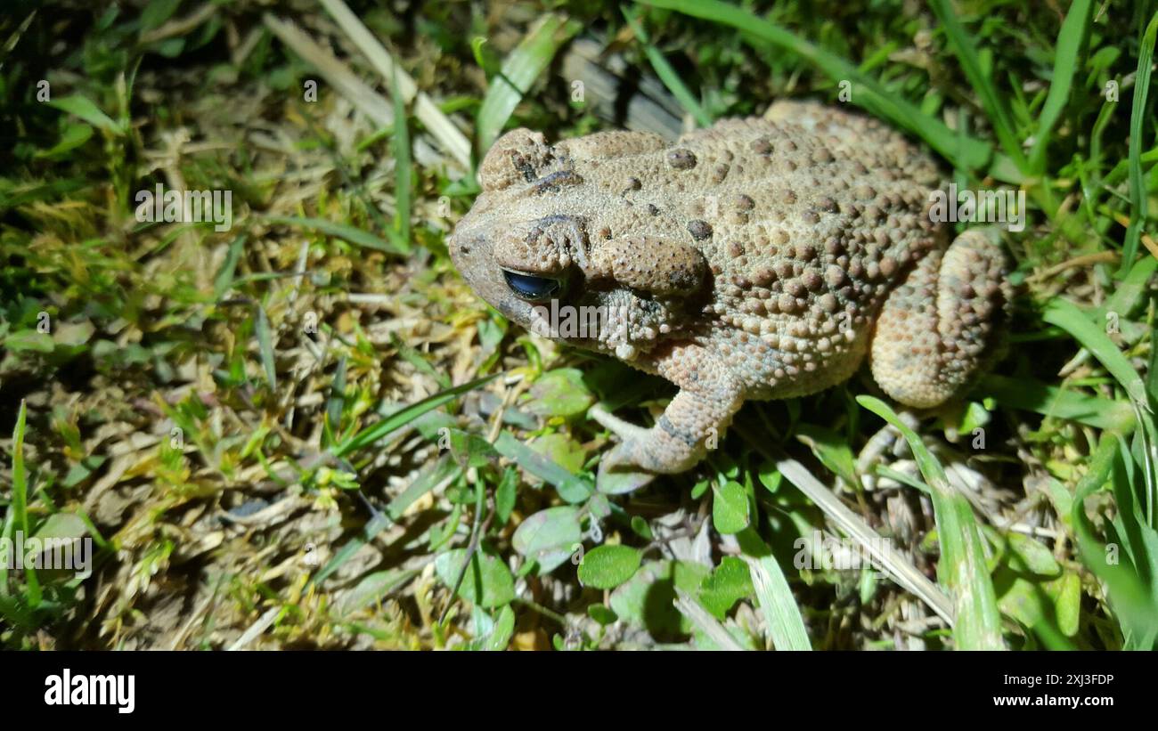 Fowler's Toad (Anaxyrus fowleri) Amphibia Stock Photo - Alamy