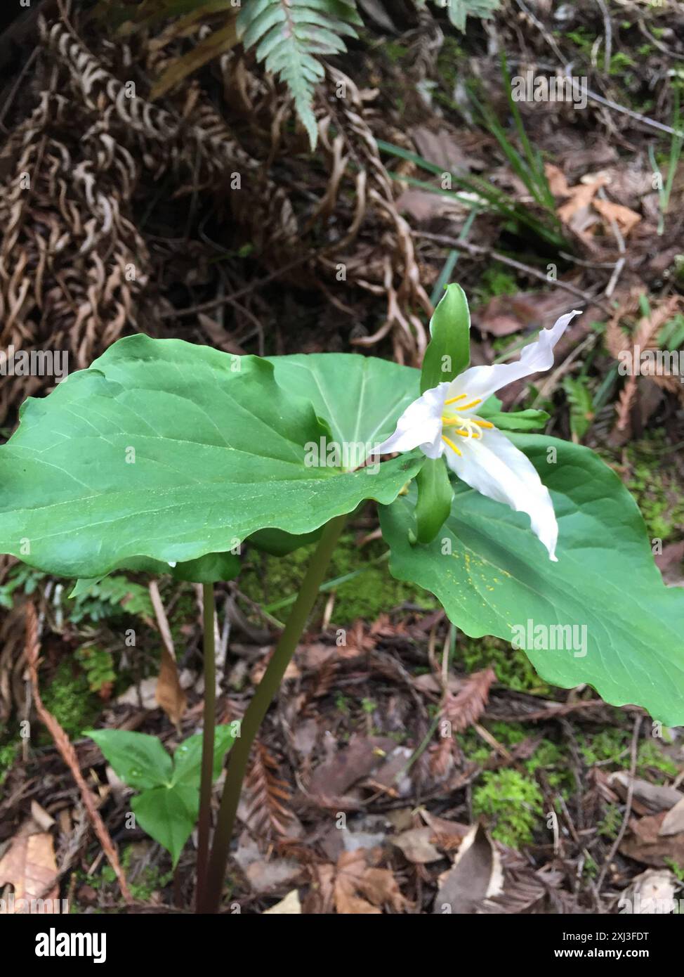 Pacific trillium (Trillium ovatum) Plantae Stock Photo - Alamy