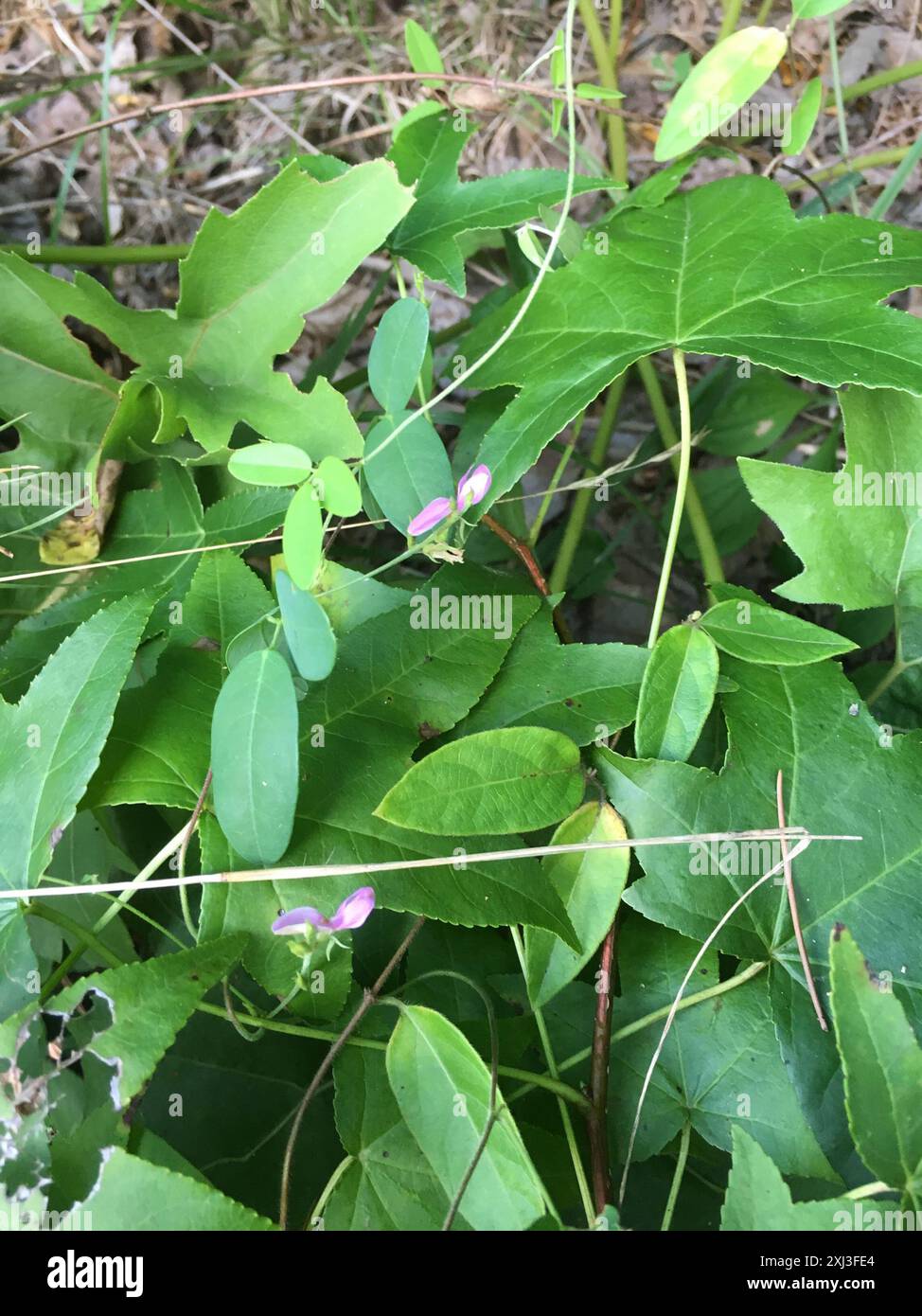 eastern milk-pea (Galactia regularis) Plantae Stock Photo - Alamy