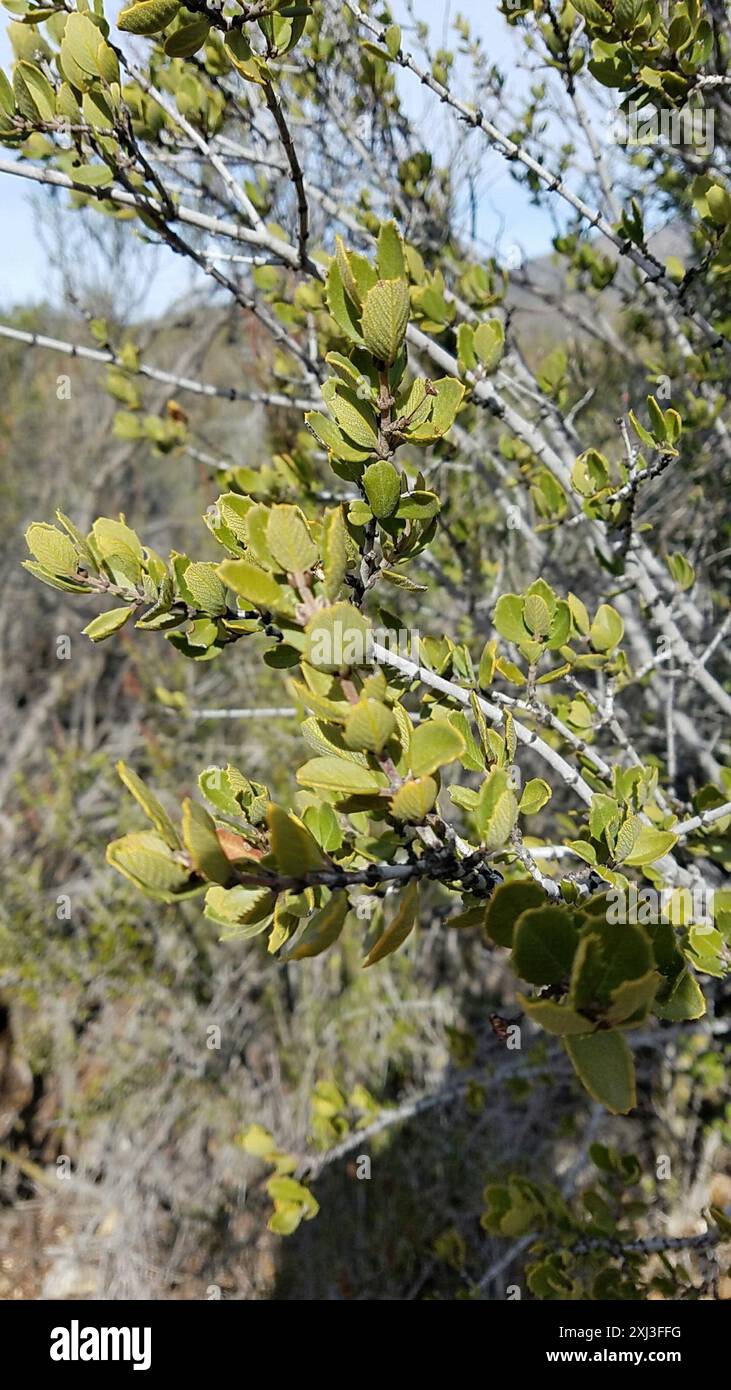 Cupped Leaf Ceanothus (Ceanothus perplexans) Plantae Stock Photo - Alamy