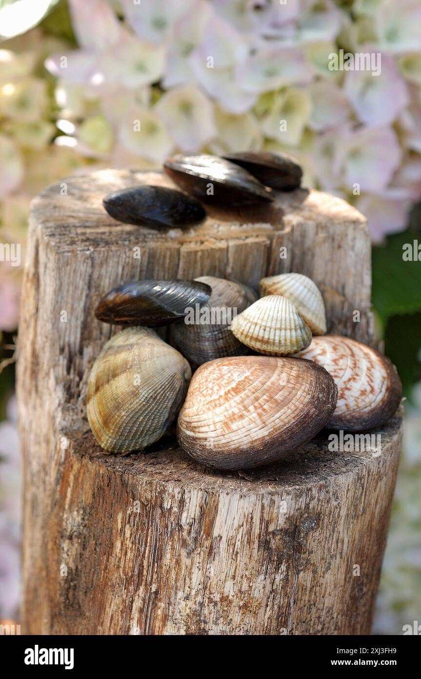 selection of shellfish (topic: shellfishes Stock Photo - Alamy