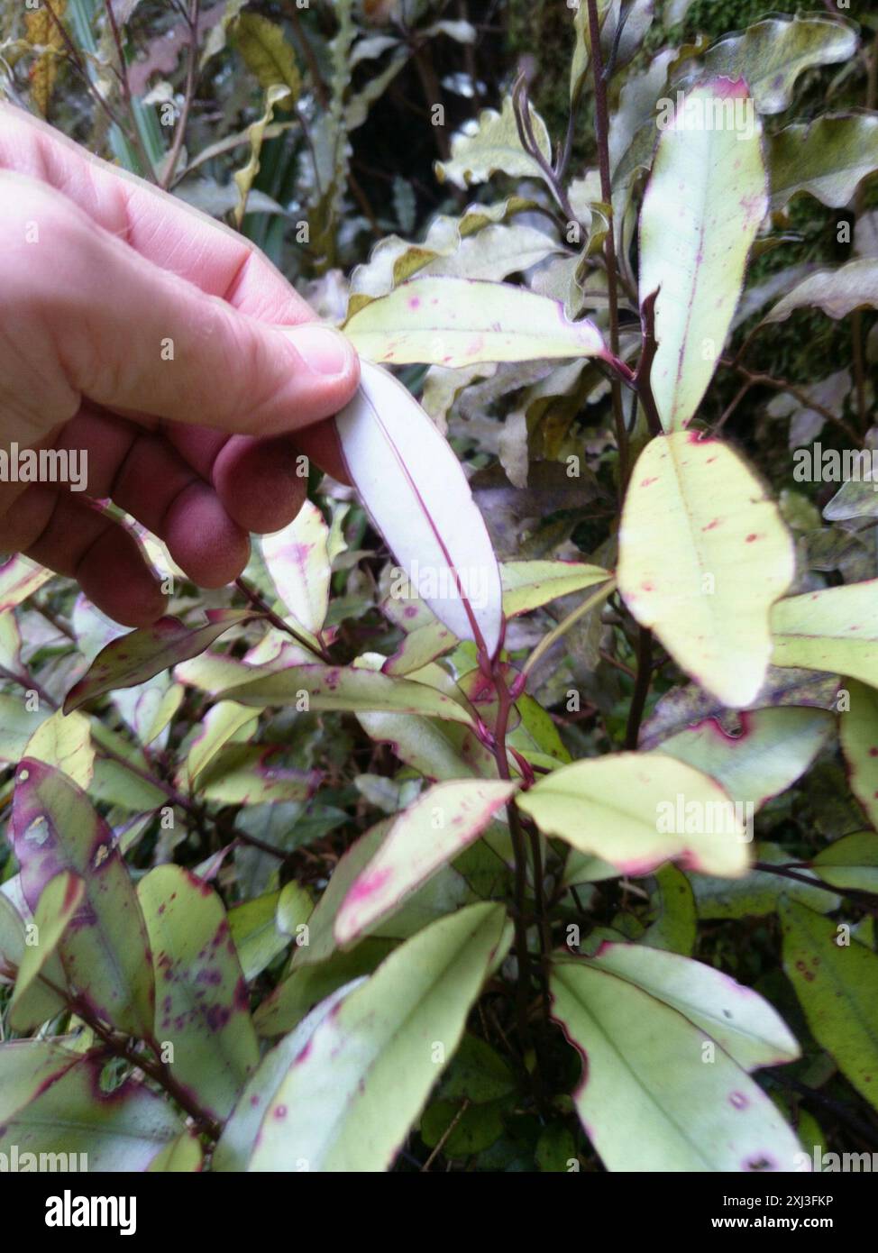 Mountain Horopito (Pseudowintera colorata) Plantae Stock Photo - Alamy