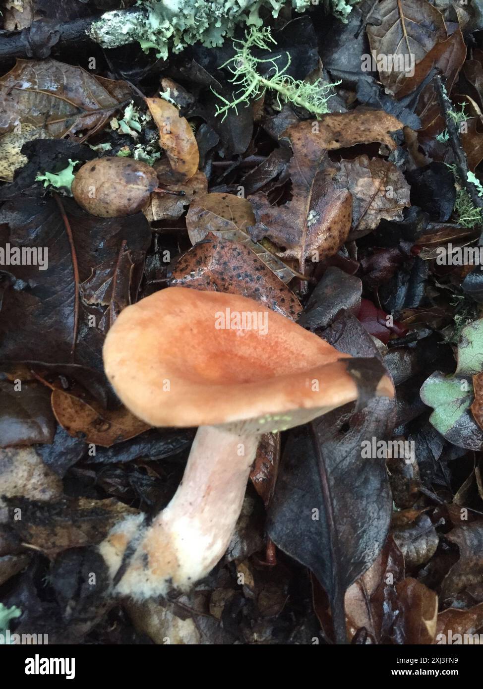 Yellow-staining Milk Cap (Lactarius xanthogalactus) Fungi Stock Photo ...