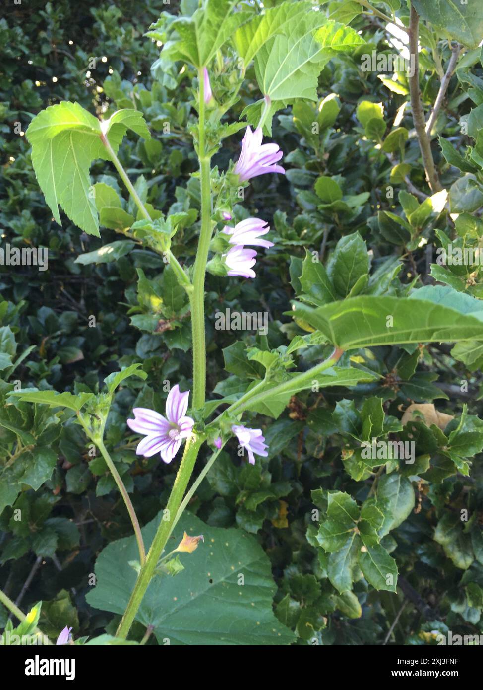 Cretan mallow (Malva multiflora) Plantae Stock Photo - Alamy