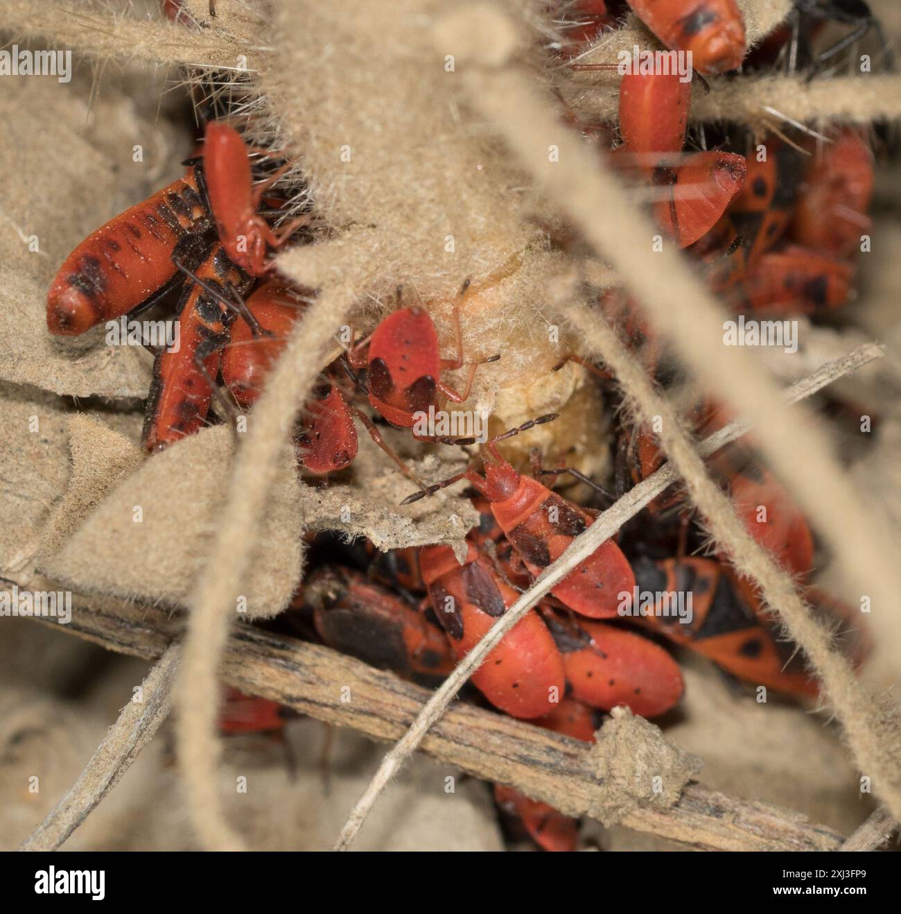 Mediterranean red bug (Scantius aegyptius) Insecta Stock Photo - Alamy