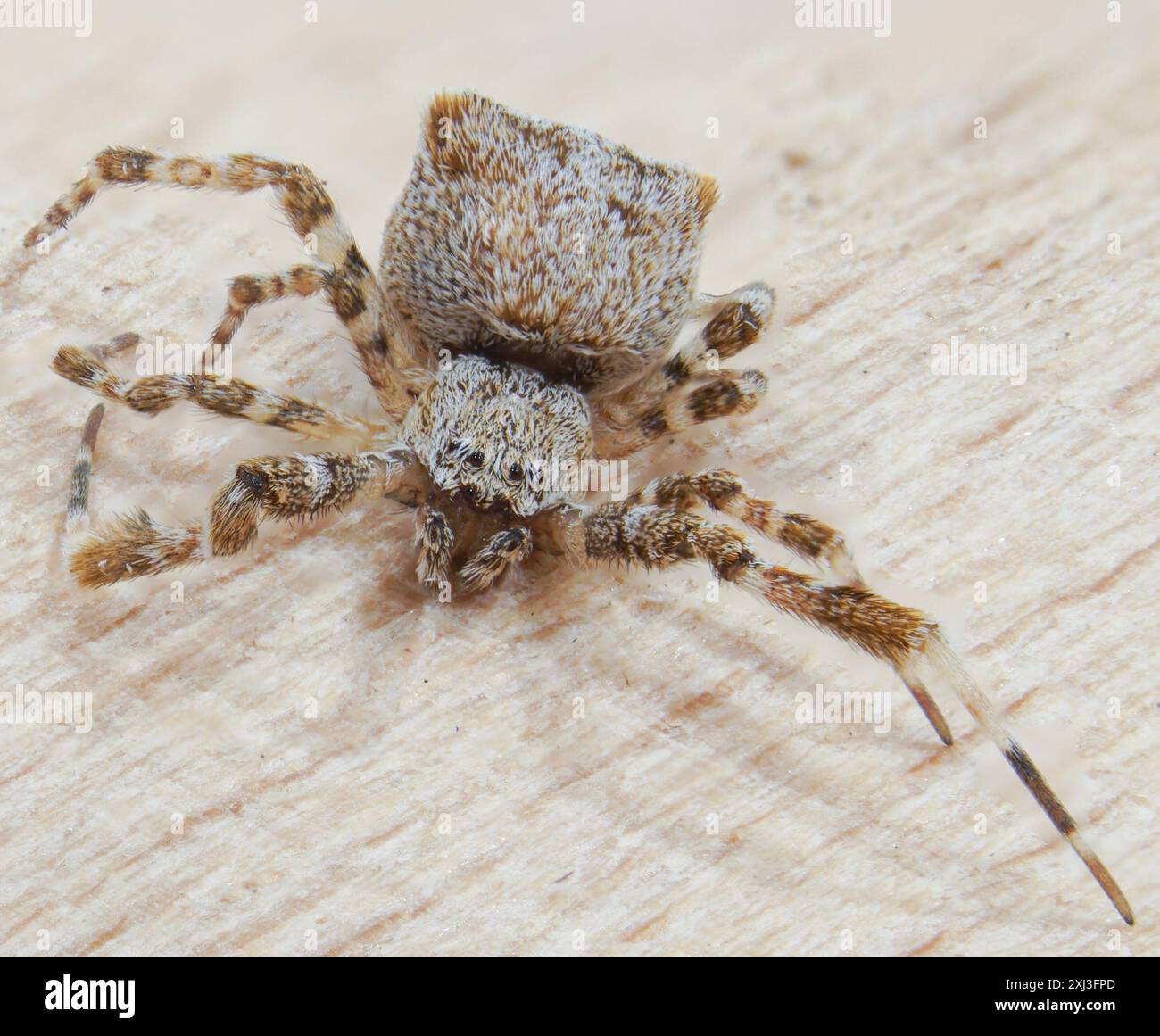(Uloborus diversus) Arachnida Stock Photo - Alamy
