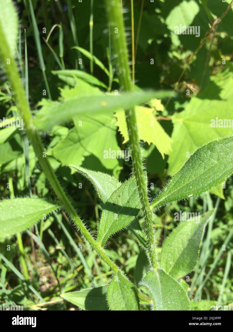eastern black-eyed susan (Rudbeckia hirta pulcherrima) Plantae Stock ...