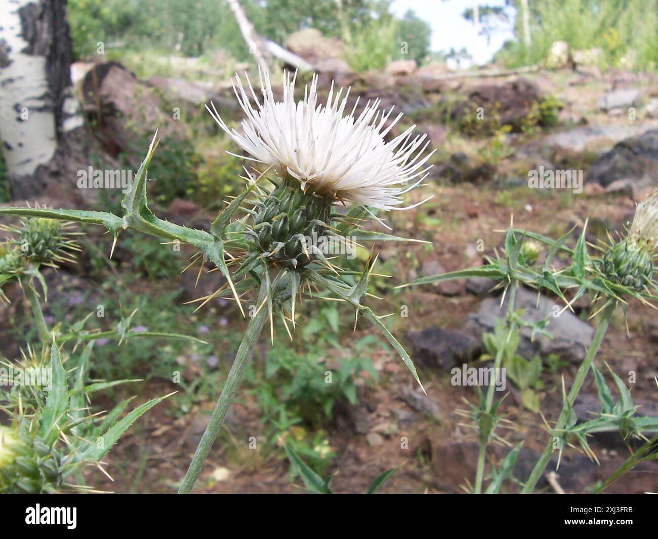 Wheeler's thistle (Cirsium wheeleri) Plantae Stock Photo - Alamy
