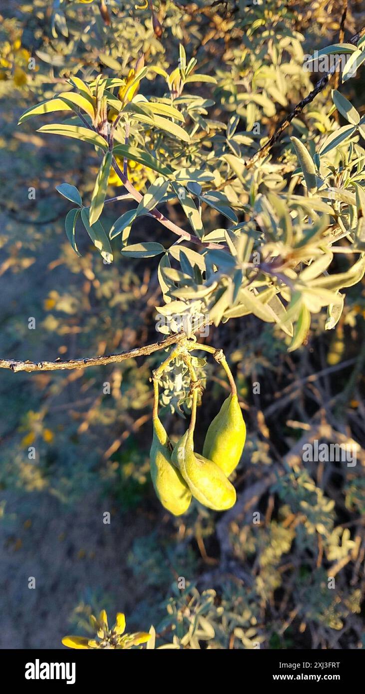 Bladderpod (Cleomella arborea) Plantae Stock Photo - Alamy