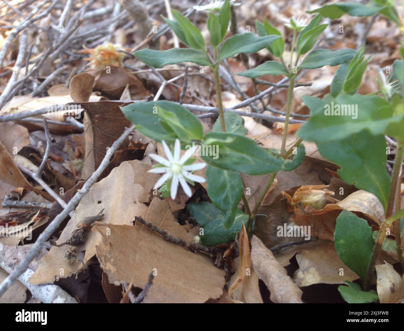 star chickweed (Stellaria pubera) Plantae Stock Photo - Alamy