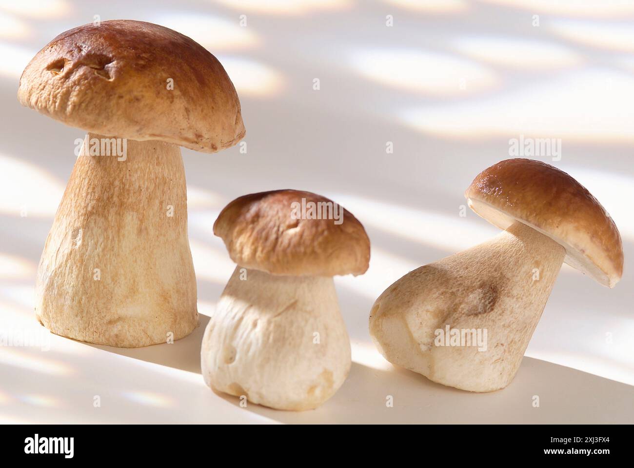 Ceps cut hi-res stock photography and images - Alamy