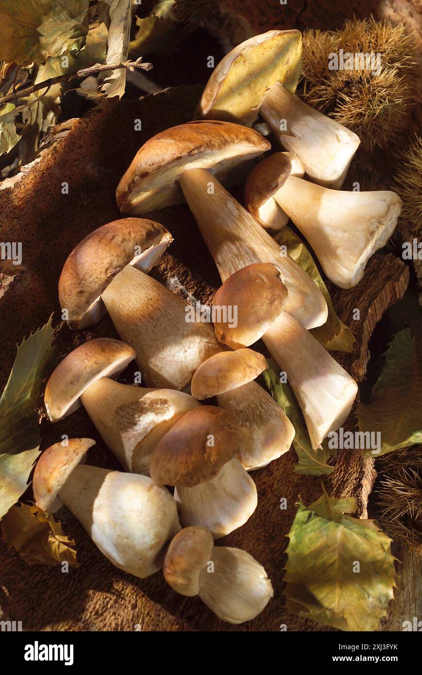 display of cep mushrooms Stock Photo - Alamy