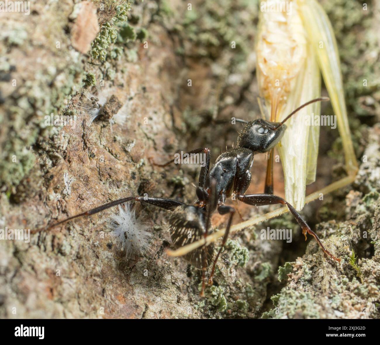 Eastern Black Carpenter Ant (Camponotus pennsylvanicus) Insecta Stock ...