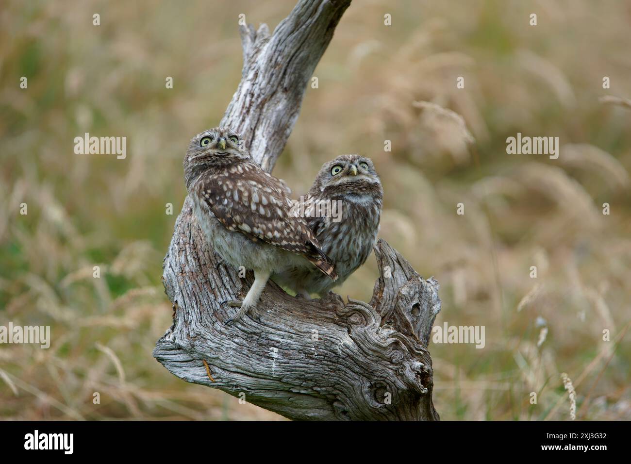 Charming little owls hi-res stock photography and images - Alamy