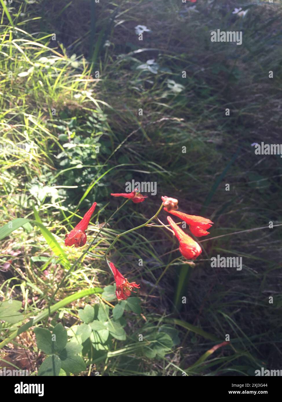 Red larkspur (Delphinium nudicaule) Plantae Stock Photo - Alamy