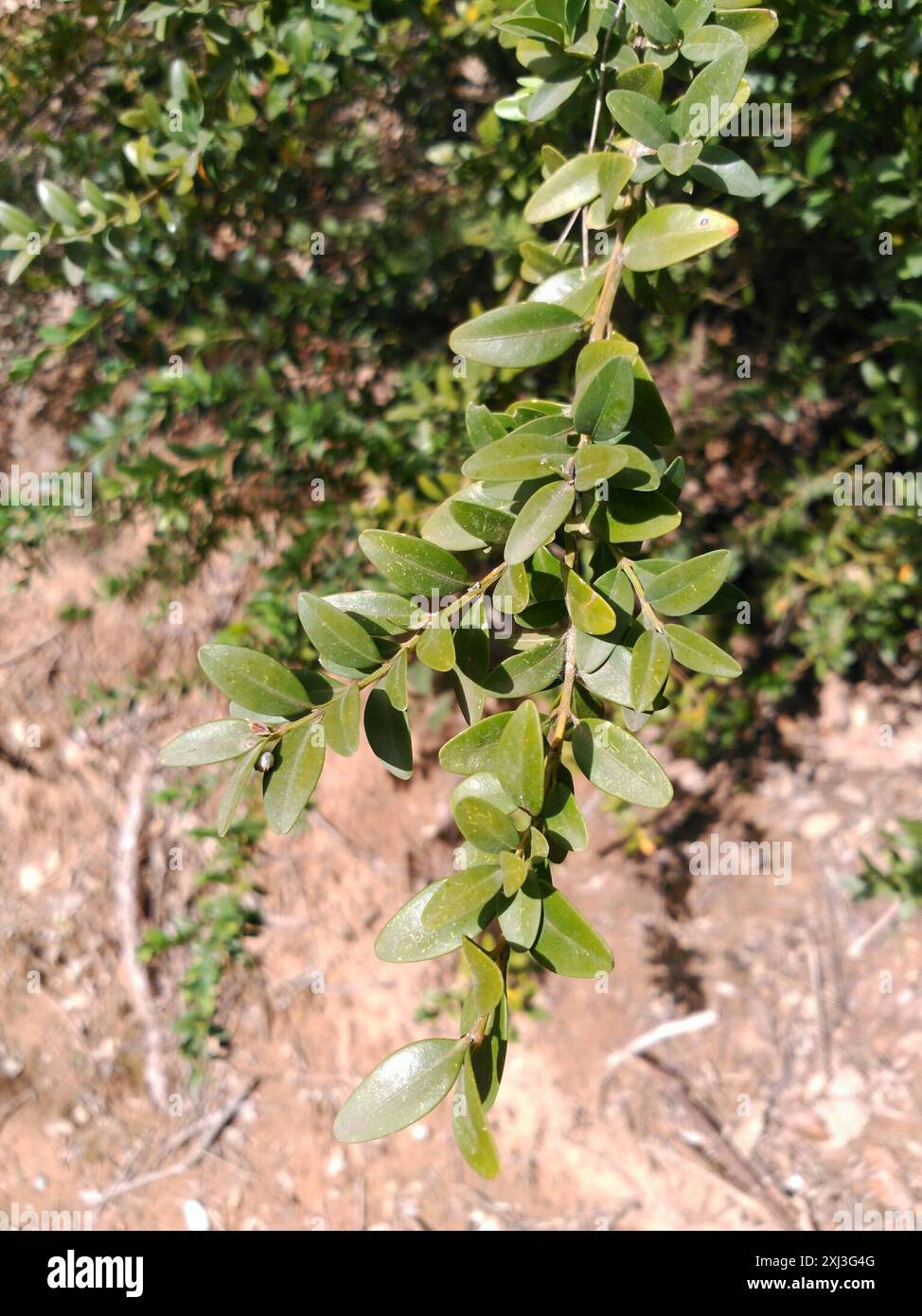 common box (Buxus sempervirens) Plantae Stock Photo - Alamy