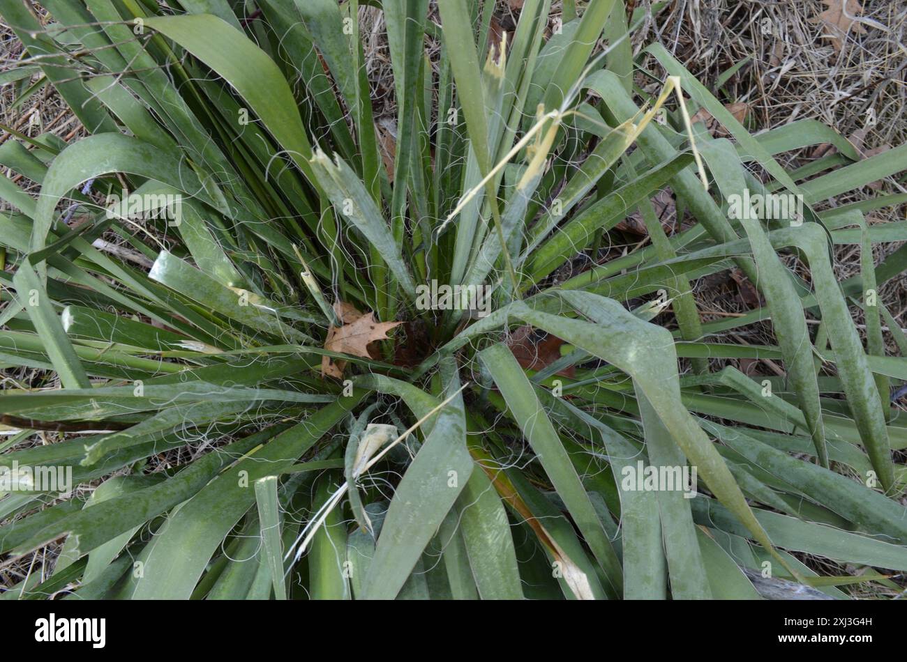 common yucca (Yucca filamentosa) Plantae Stock Photo - Alamy