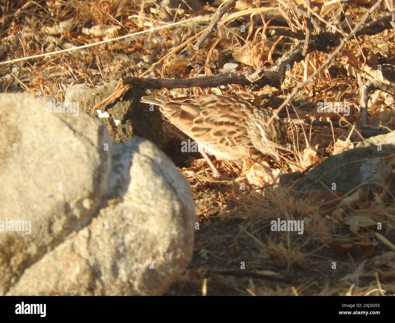 Sabota Lark (Calendulauda sabota) Aves Stock Photo - Alamy