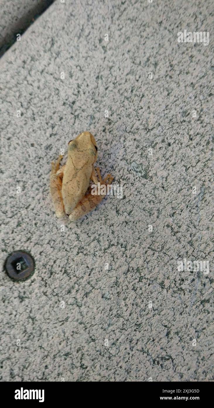 Spring Peeper (Pseudacris crucifer) Amphibia Stock Photo - Alamy