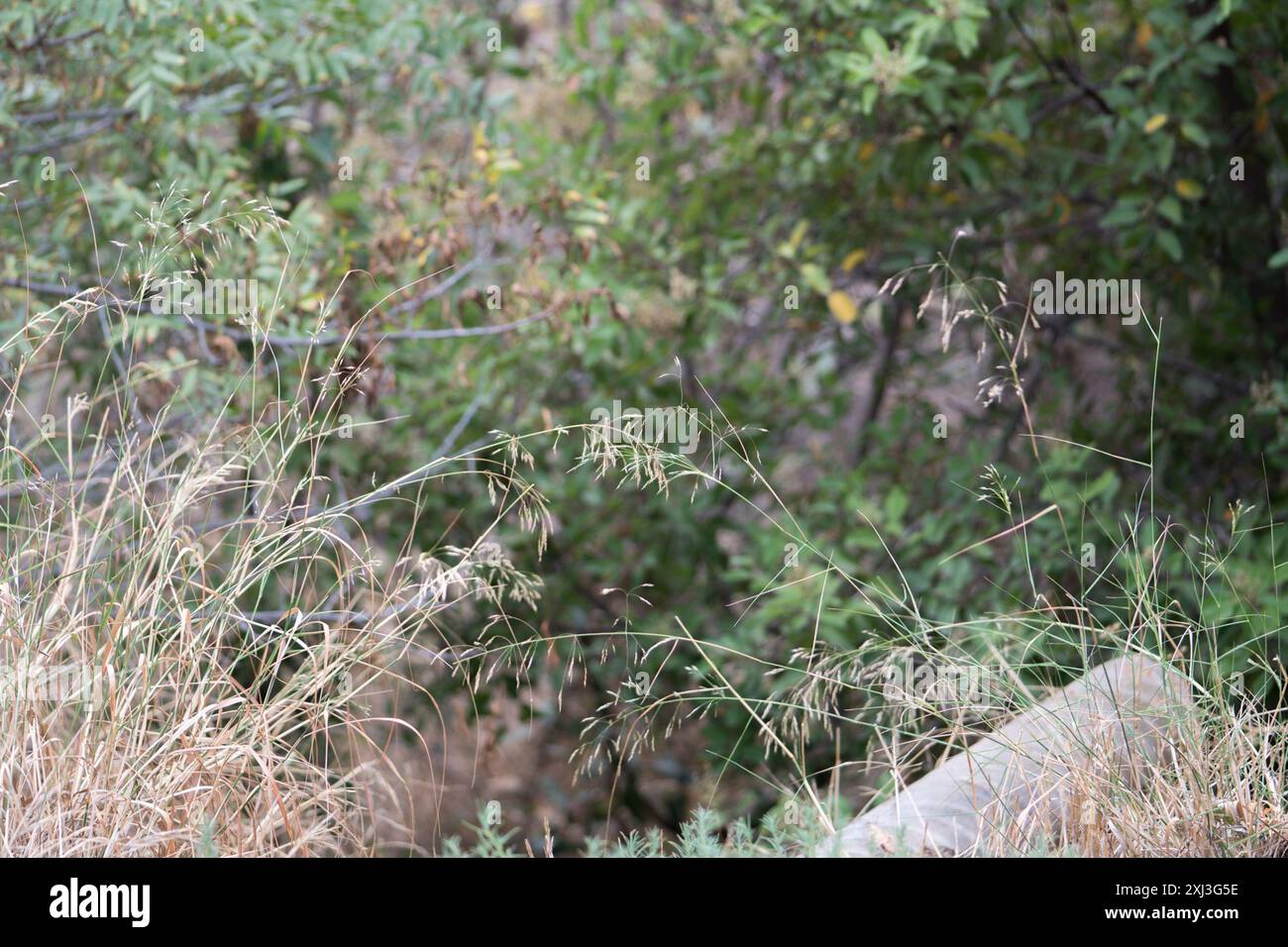 Smilo Grass (Oloptum miliaceum) Plantae Stock Photo - Alamy