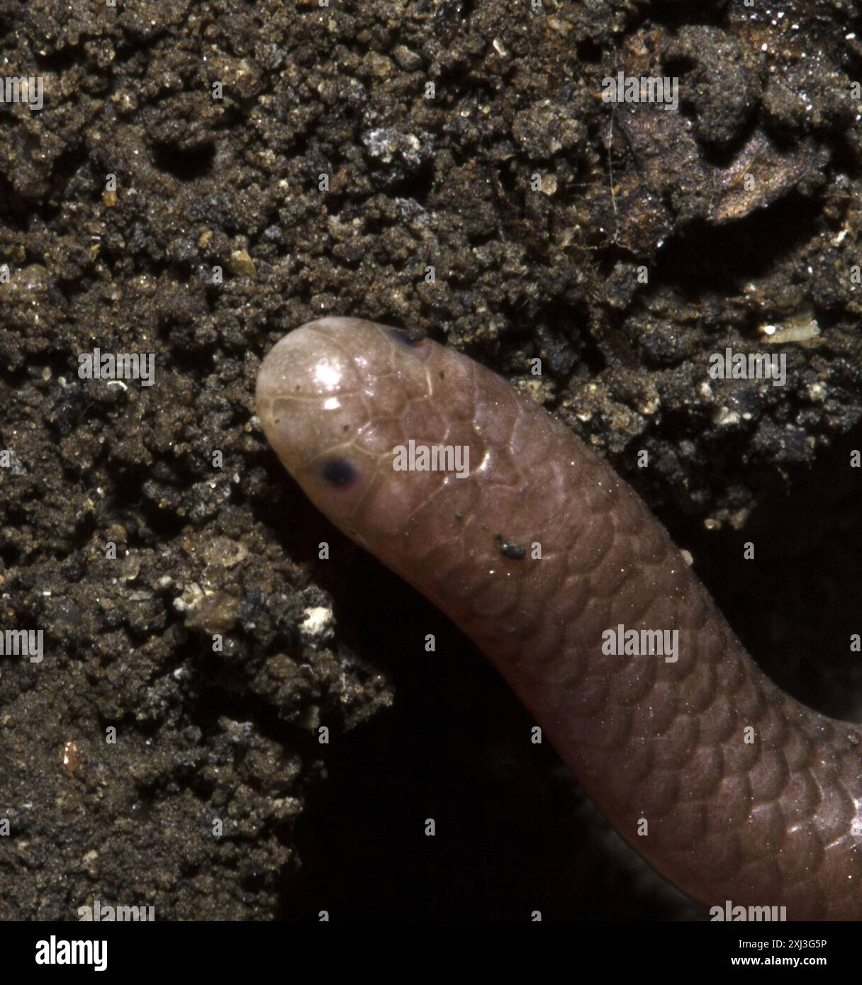Texas Blind Snake (Rena dulcis) Reptilia Stock Photo - Alamy