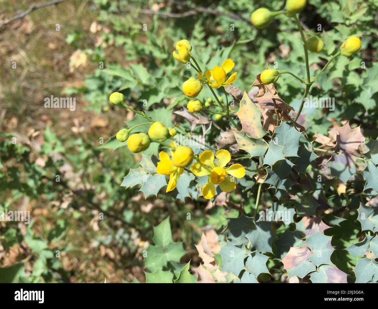 Fremont barberry (Berberis fremontii) Plantae Stock Photo - Alamy