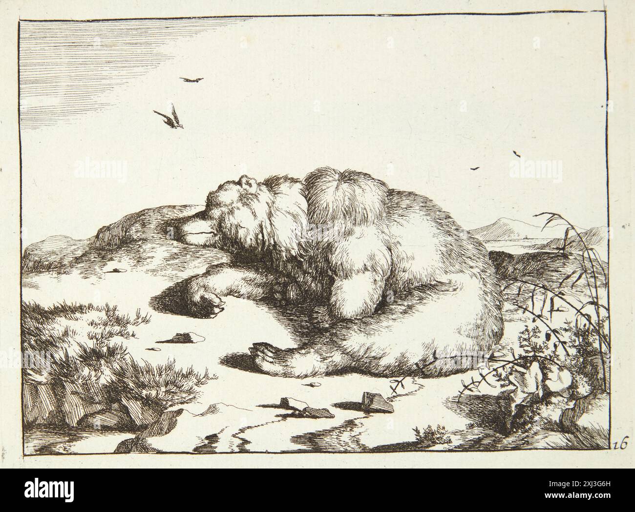 Etching by Marcus de Bye depicting a bear in a sleeping position ...