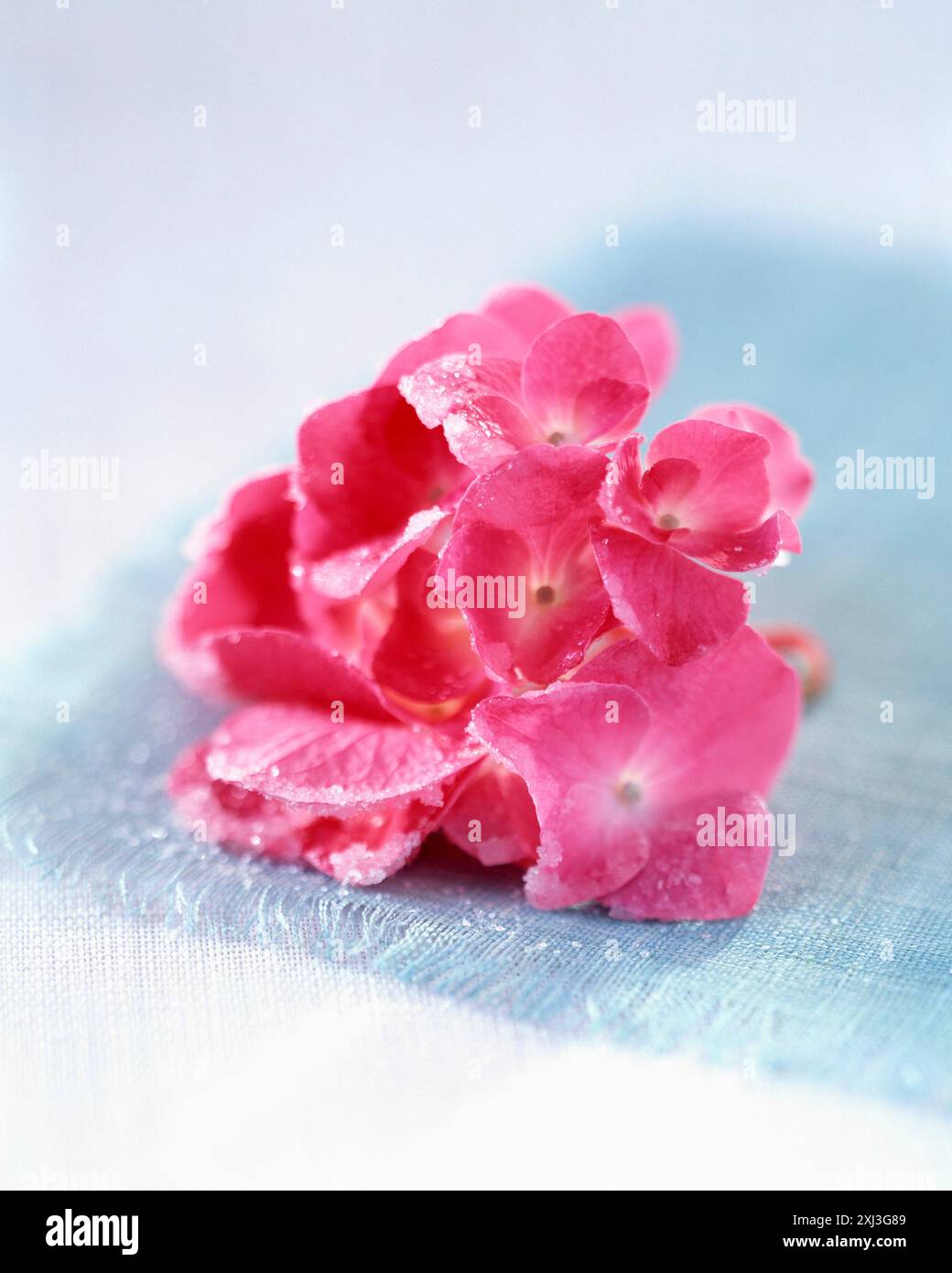 Crystallized pink flowers Stock Photo - Alamy