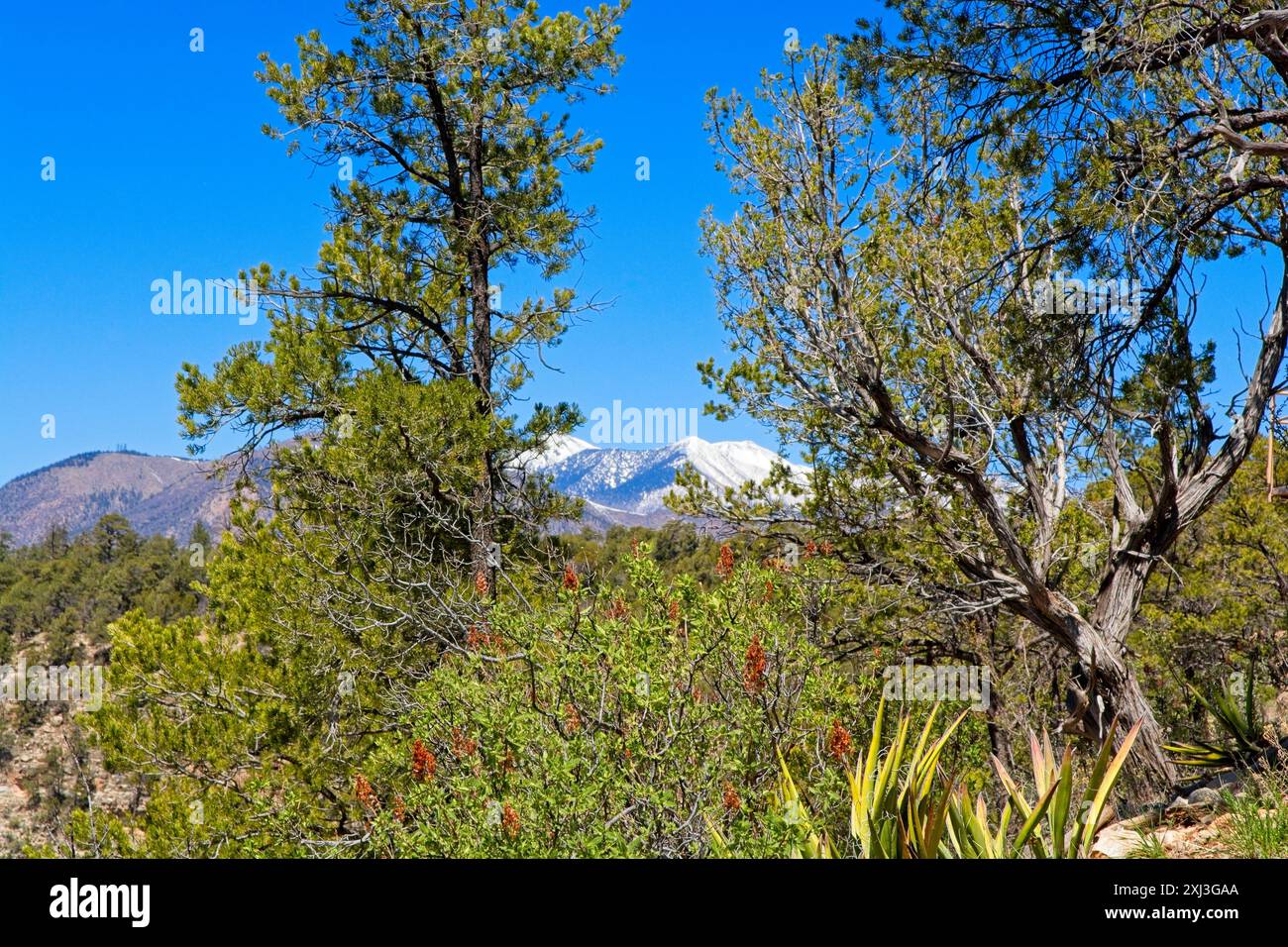 Snow capped San Francisco Peaks behind wind twisted pine trees on rim ...