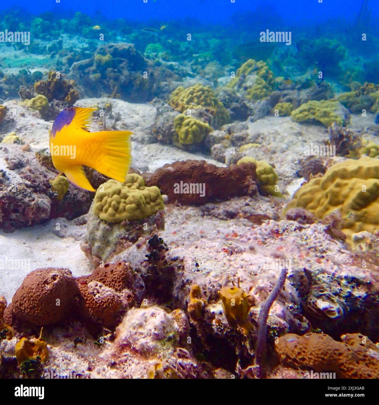 Spanish Hogfish (Bodianus rufus) Actinopterygii Stock Photo - Alamy