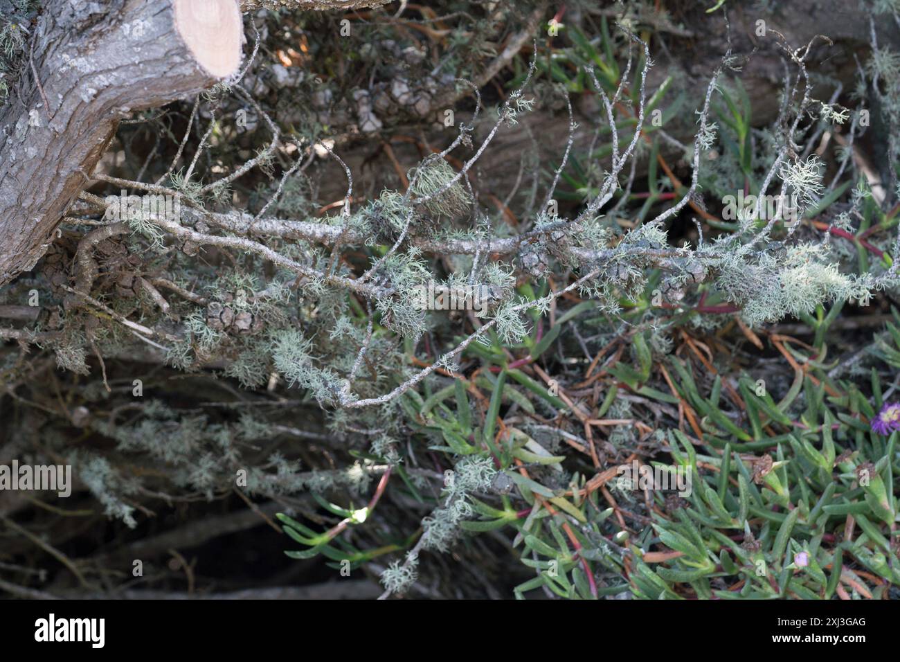 Powdery Sea-Fog Lichen (Niebla cephalota) Fungi Stock Photo - Alamy