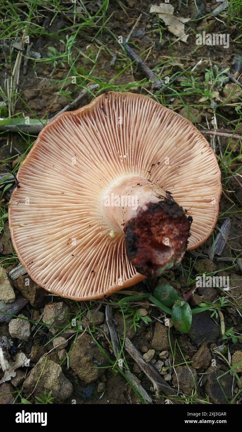 Yellow-staining Milk Cap (Lactarius xanthogalactus) Fungi Stock Photo ...