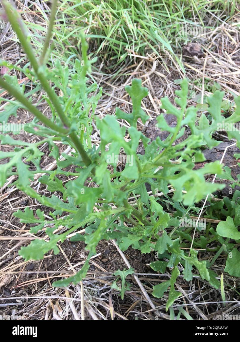 Red-purple Ragwort (Senecio elegans) Plantae Stock Photo - Alamy