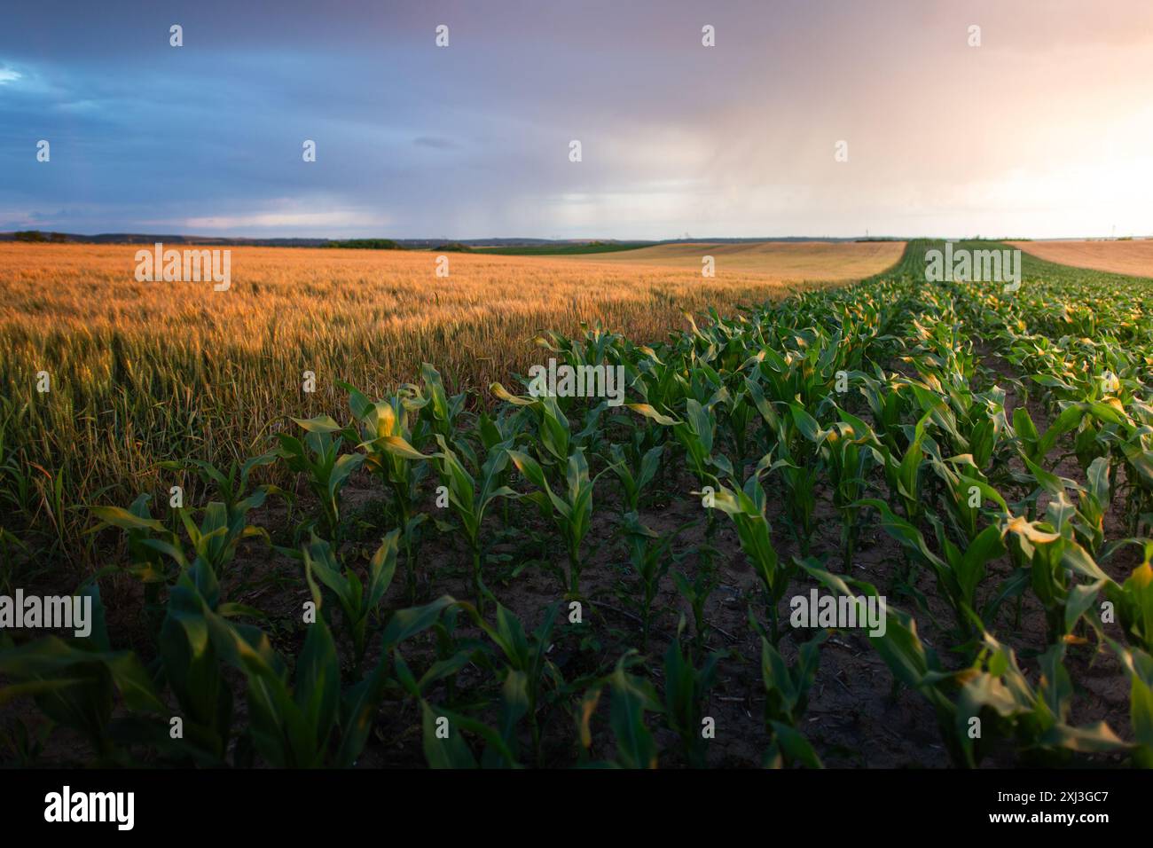 Sunrise over a field of young corn. Agricultural industry Stock Photo ...